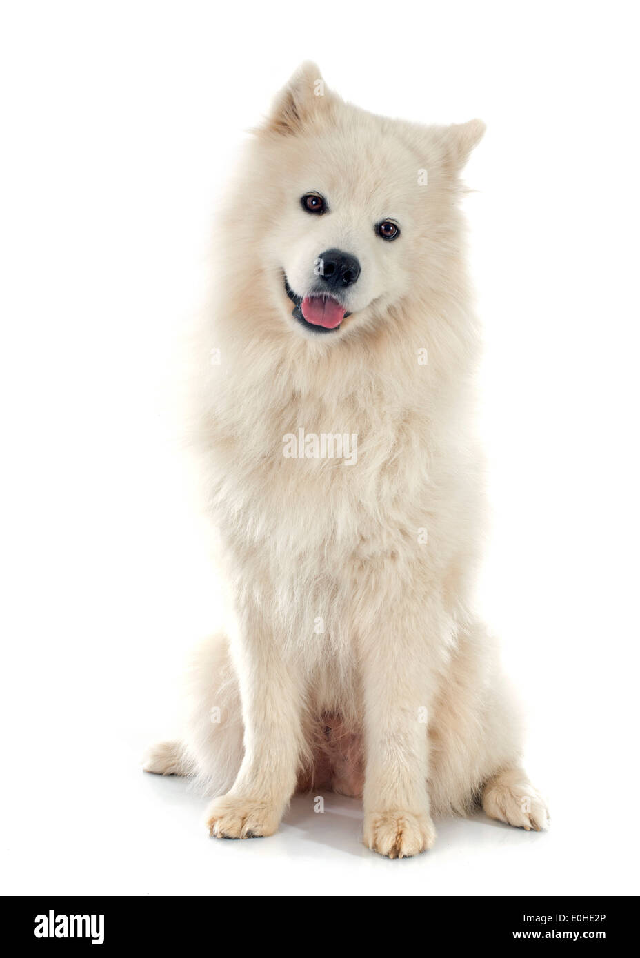 purebred Samoyed in front of white background Stock Photo - Alamy