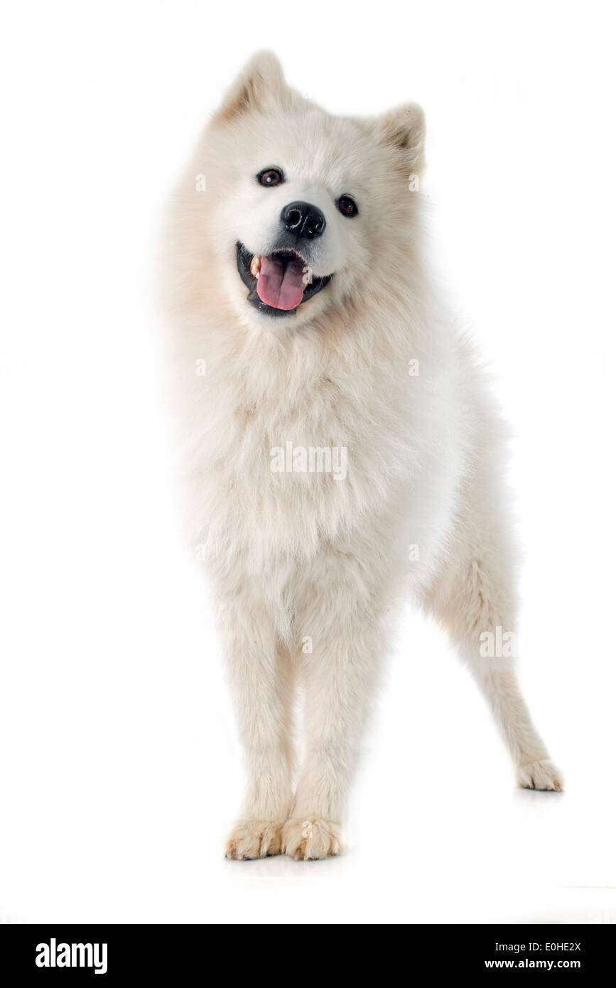 purebred Samoyed in front of white background Stock Photo - Alamy