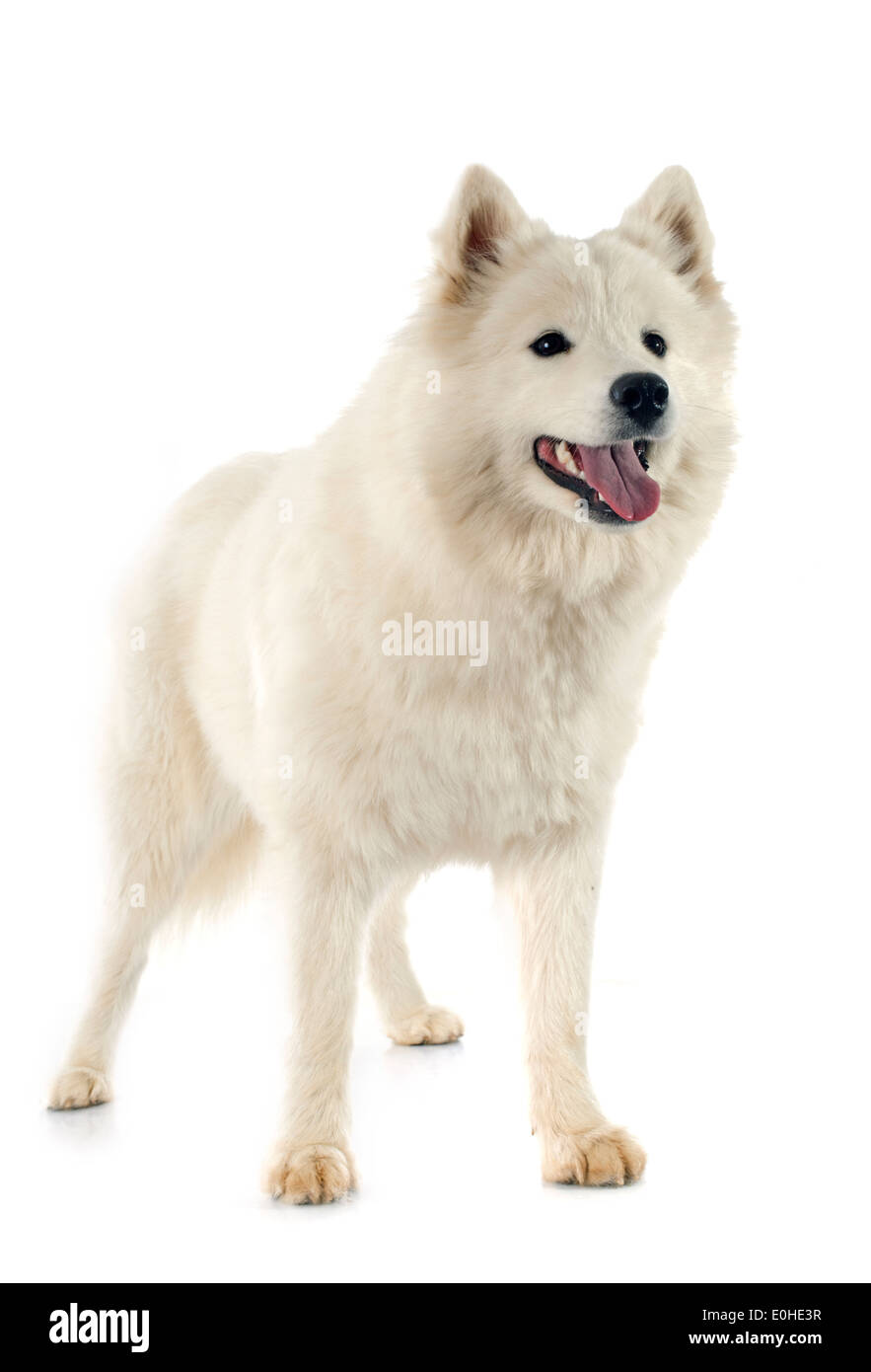purebred Samoyed in front of white background Stock Photo - Alamy