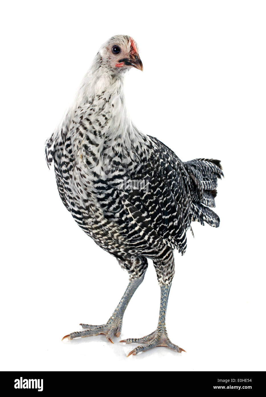 Vorwerk chicken in front of white background Stock Photo - Alamy