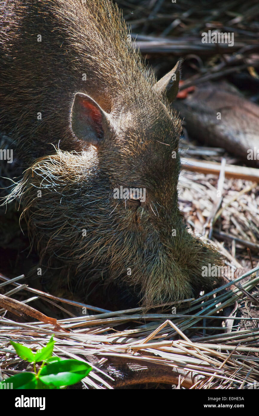 A BORNEON BEARDED PIG (Sus barbatus) living in BAKO NATIONAL PARK which ...