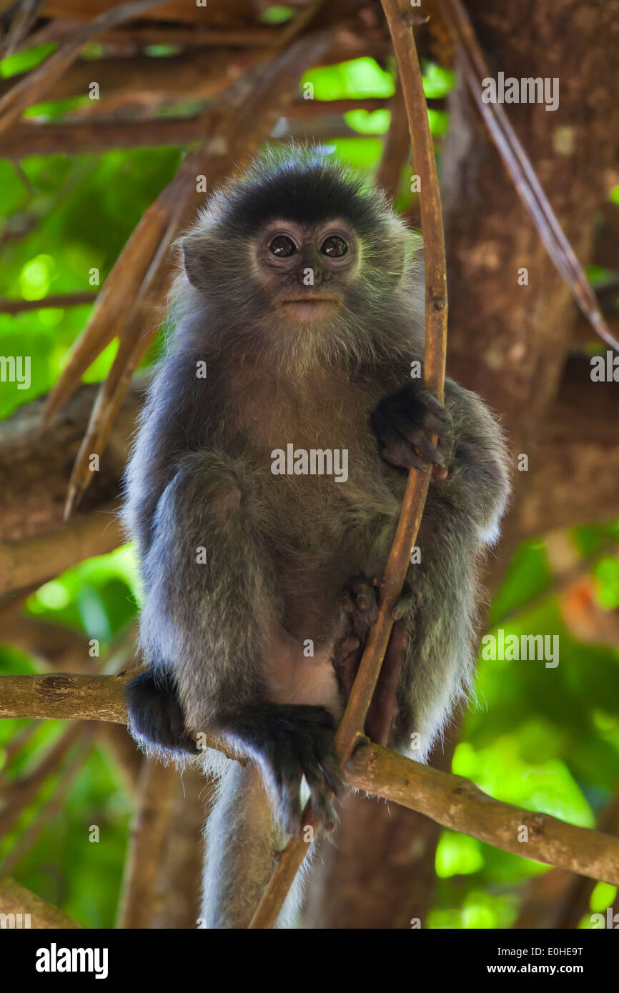 Silver Leaf Monkey Bako National Park High Resolution Stock Photography ...