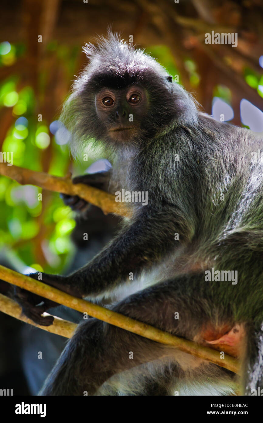 Silver backed leaf monkey hi-res stock photography and images - Alamy