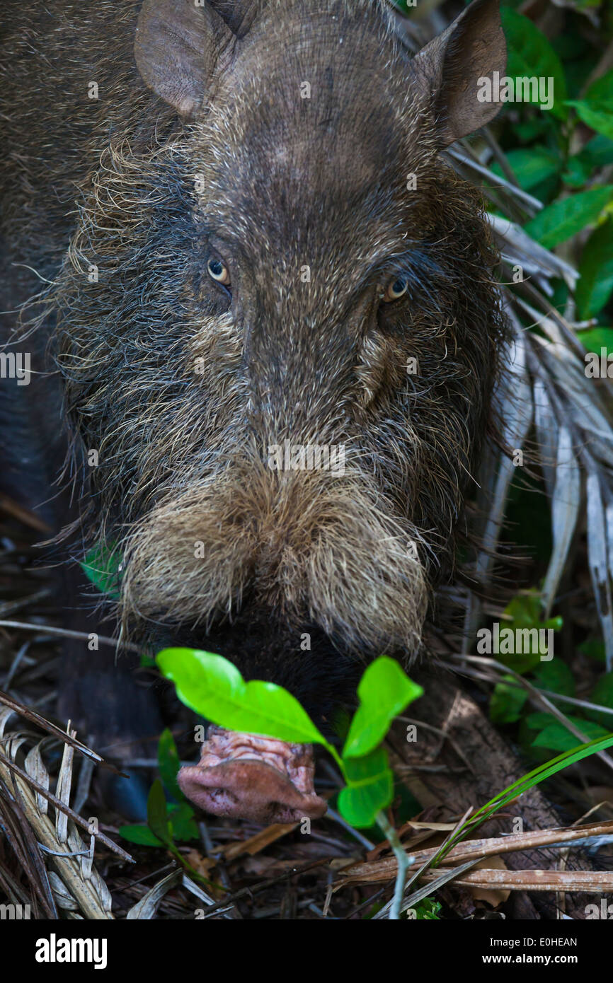 A BORNEON BEARDED PIG (Sus barbatus) living in BAKO NATIONAL PARK which ...