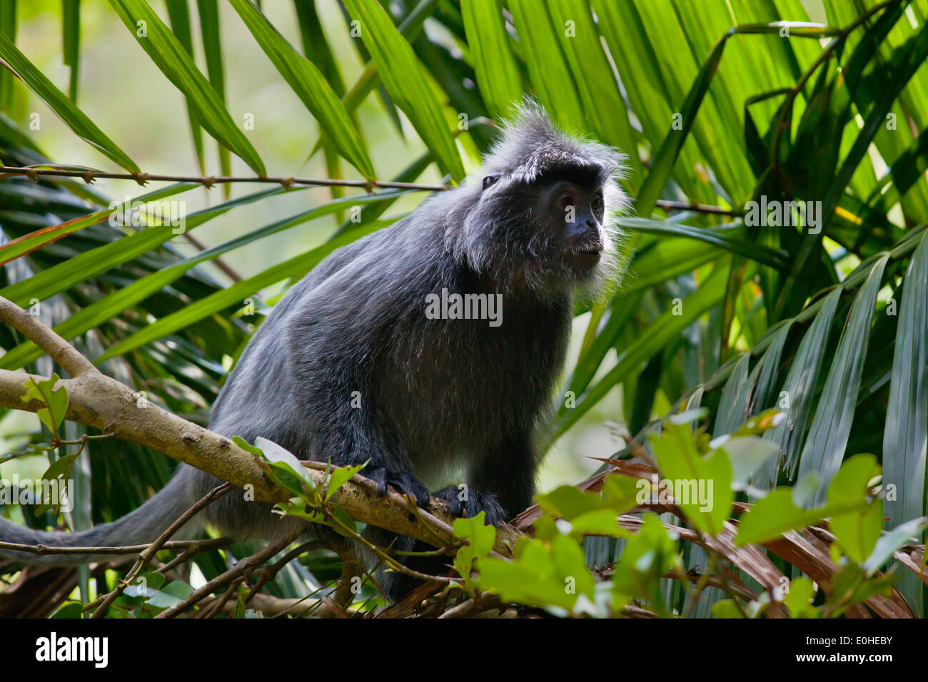 Silver backed leaf monkey hi-res stock photography and images - Alamy