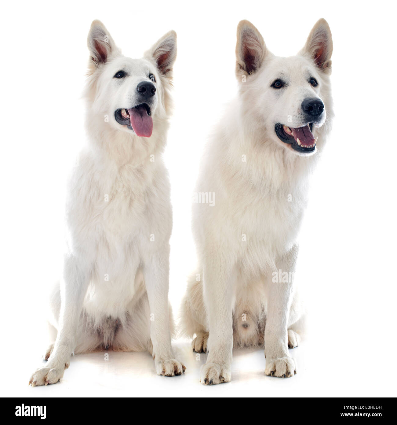 Are White Swiss Shepherd Dog Hypoallergenic