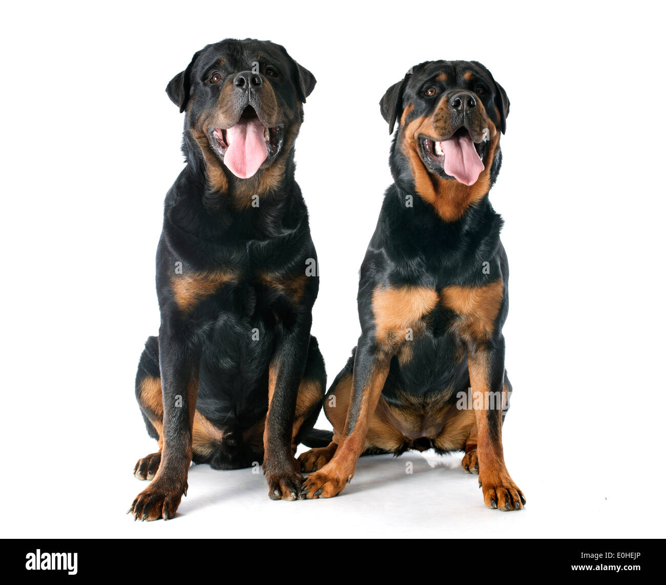 Rottweiler Albino