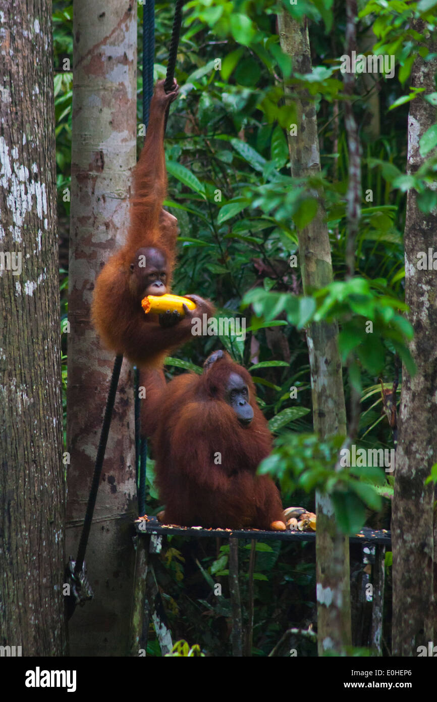 ORANGUTANS (Pongo pygmaeus) on the feeding platform at the SEMENGGOK ...