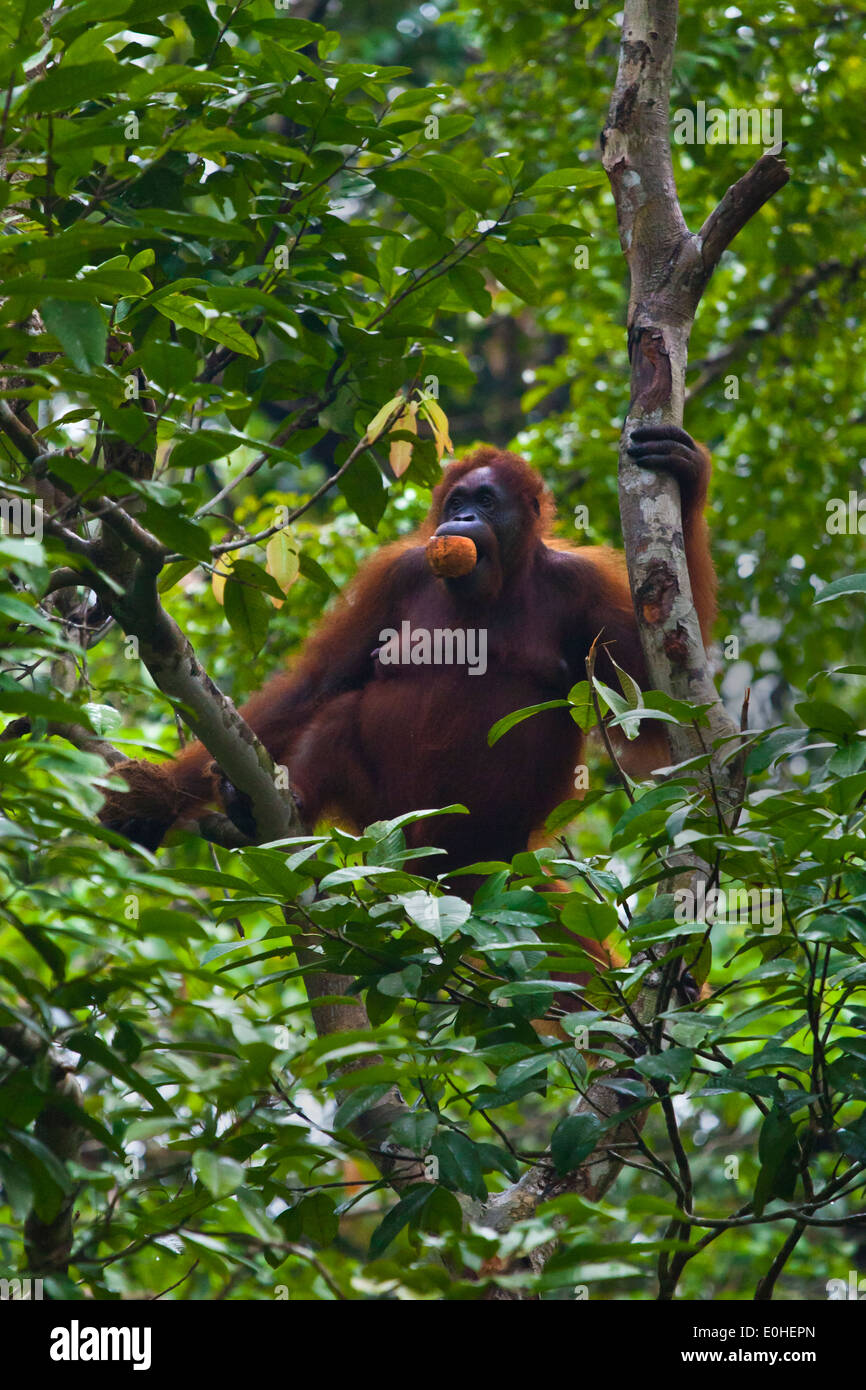 A wild female ORANGUTAN (Pongo pygmaeus) at the SEMENGGOK ORANGUTAN ...