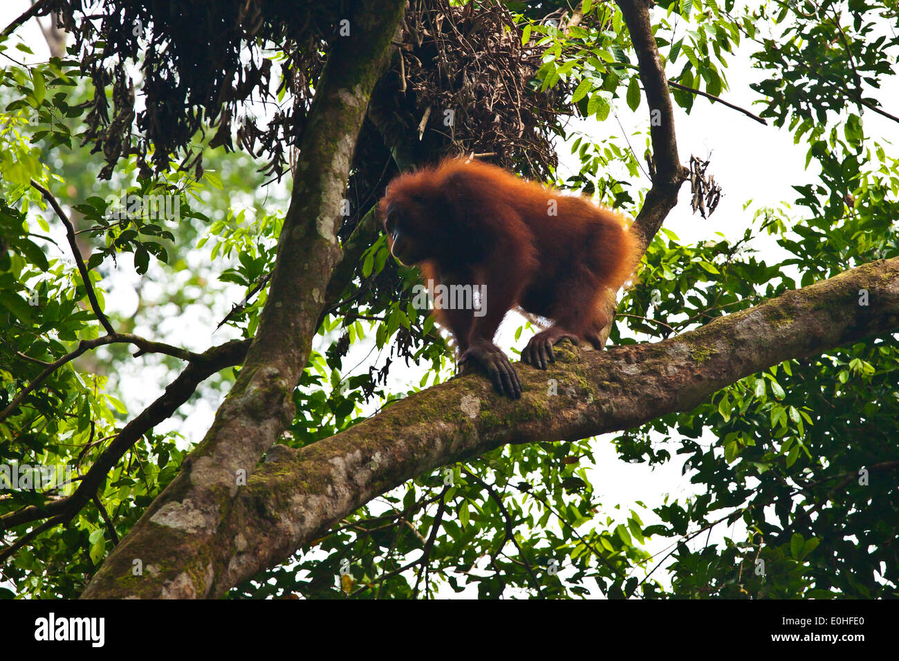 An orangutan (Pongo pygmaeus) and nest in the Kabili Sepilok Forest ...