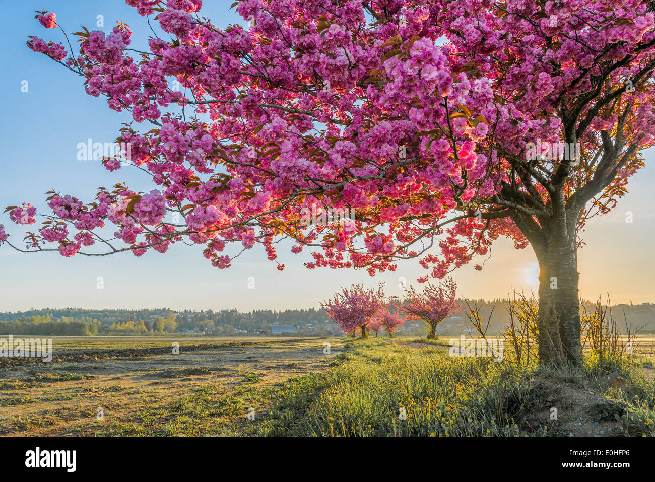 Cherry trees, Comox Bay Farm, Courtenay, British Columbia, Canada Stock ...