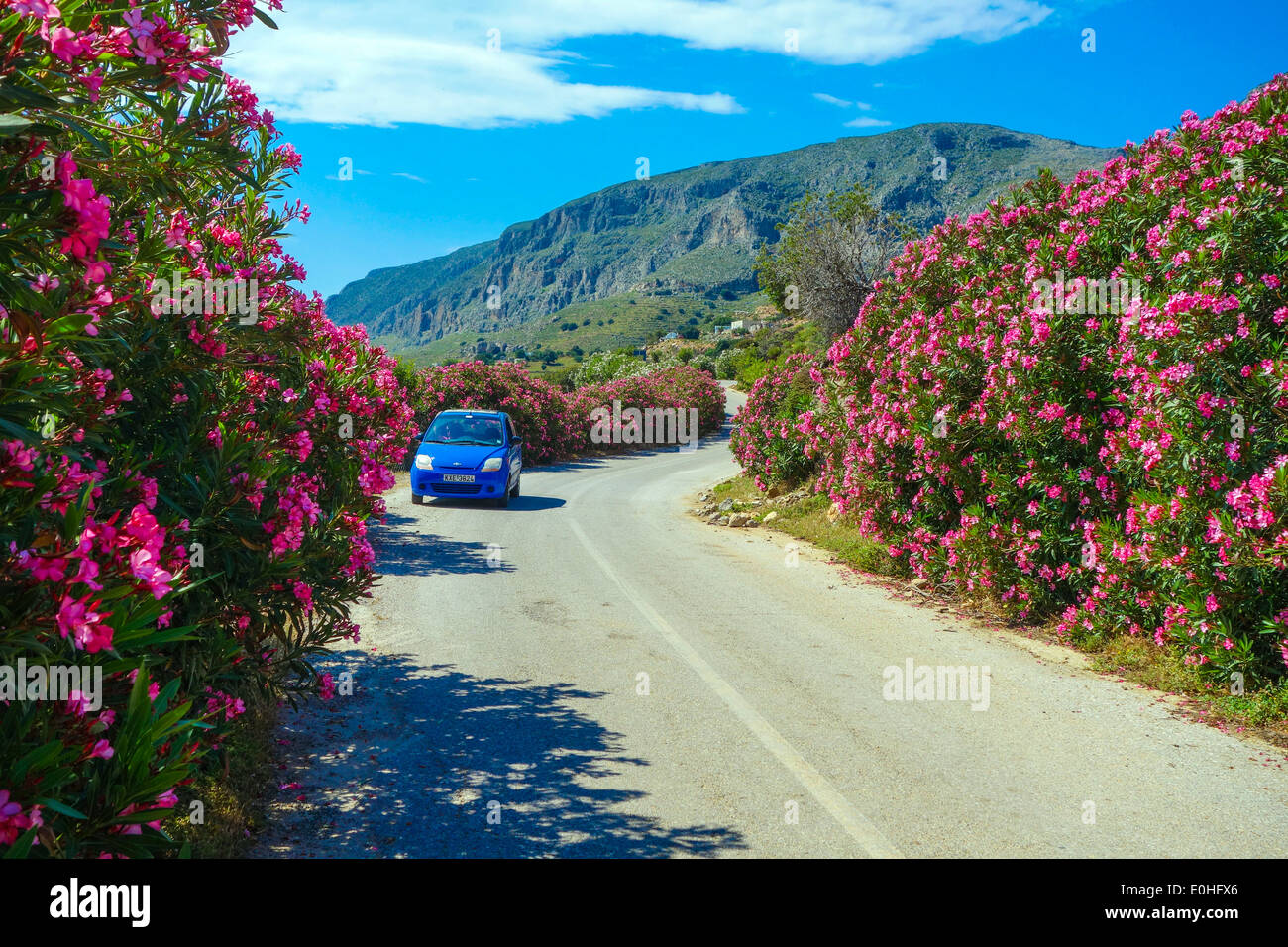 Red and blue flowers hi-res stock photography and images - Alamy