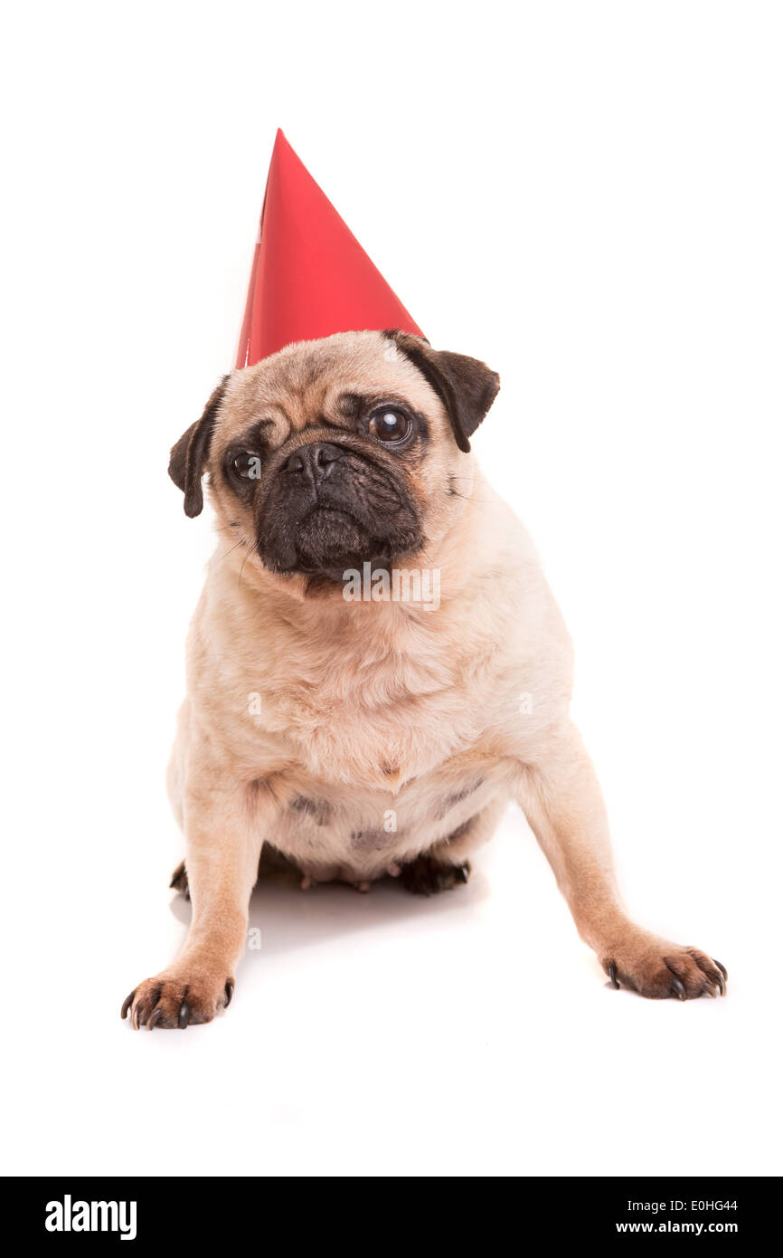 Pug puppy wearing a festive hat, isolated over a white background Stock ...