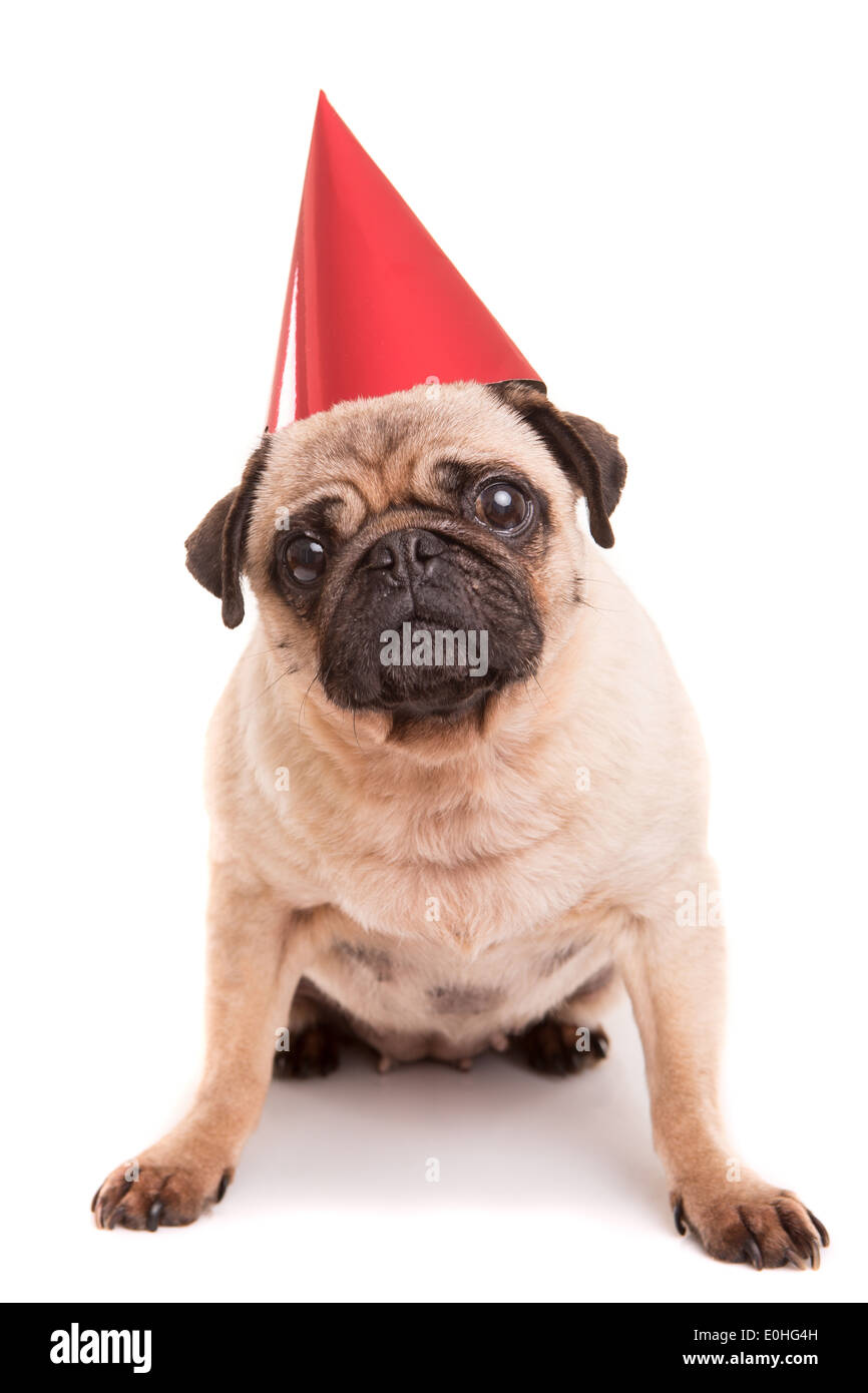 Pug puppy wearing a festive hat, isolated over a white background Stock ...