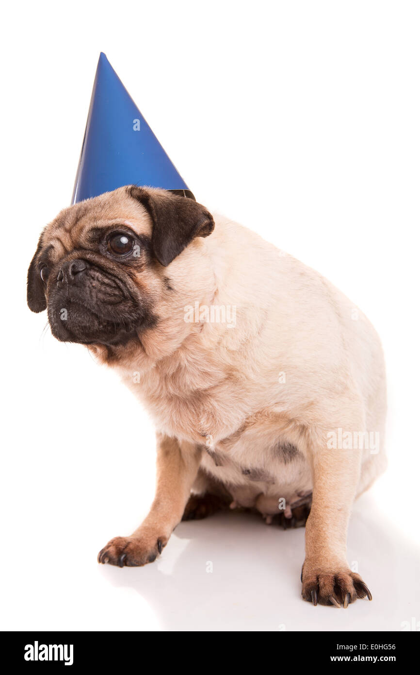 Pug puppy wearing a festive hat, isolated over a white background Stock ...