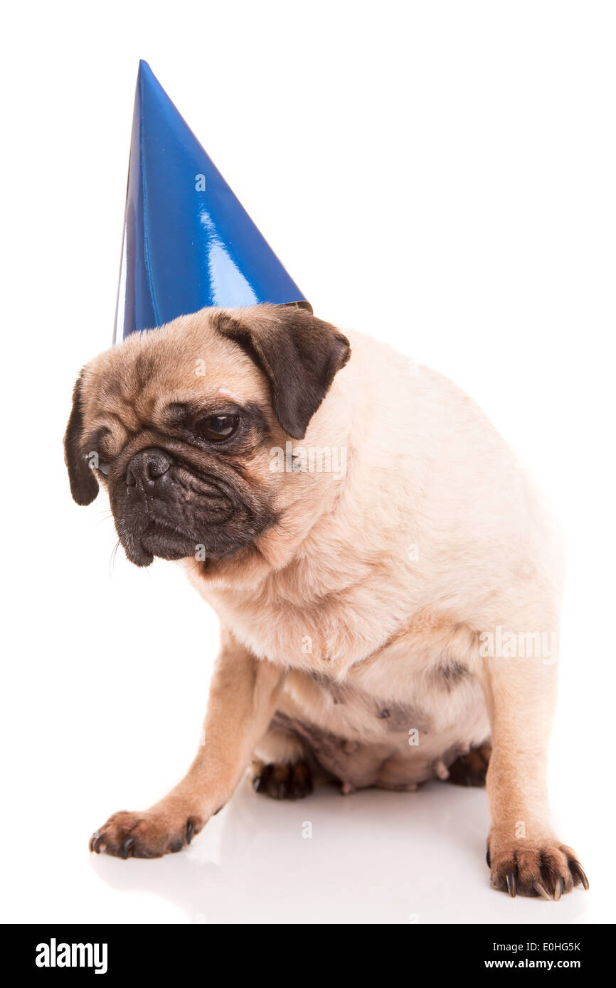 Pug puppy wearing a festive hat, isolated over a white background Stock ...