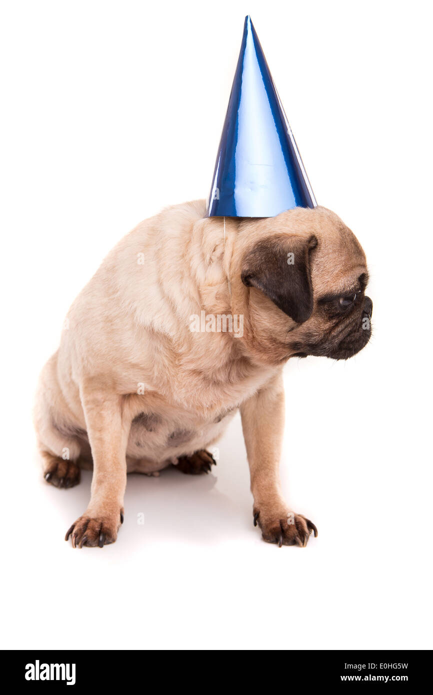 Pug puppy wearing a festive hat, isolated over a white background Stock ...