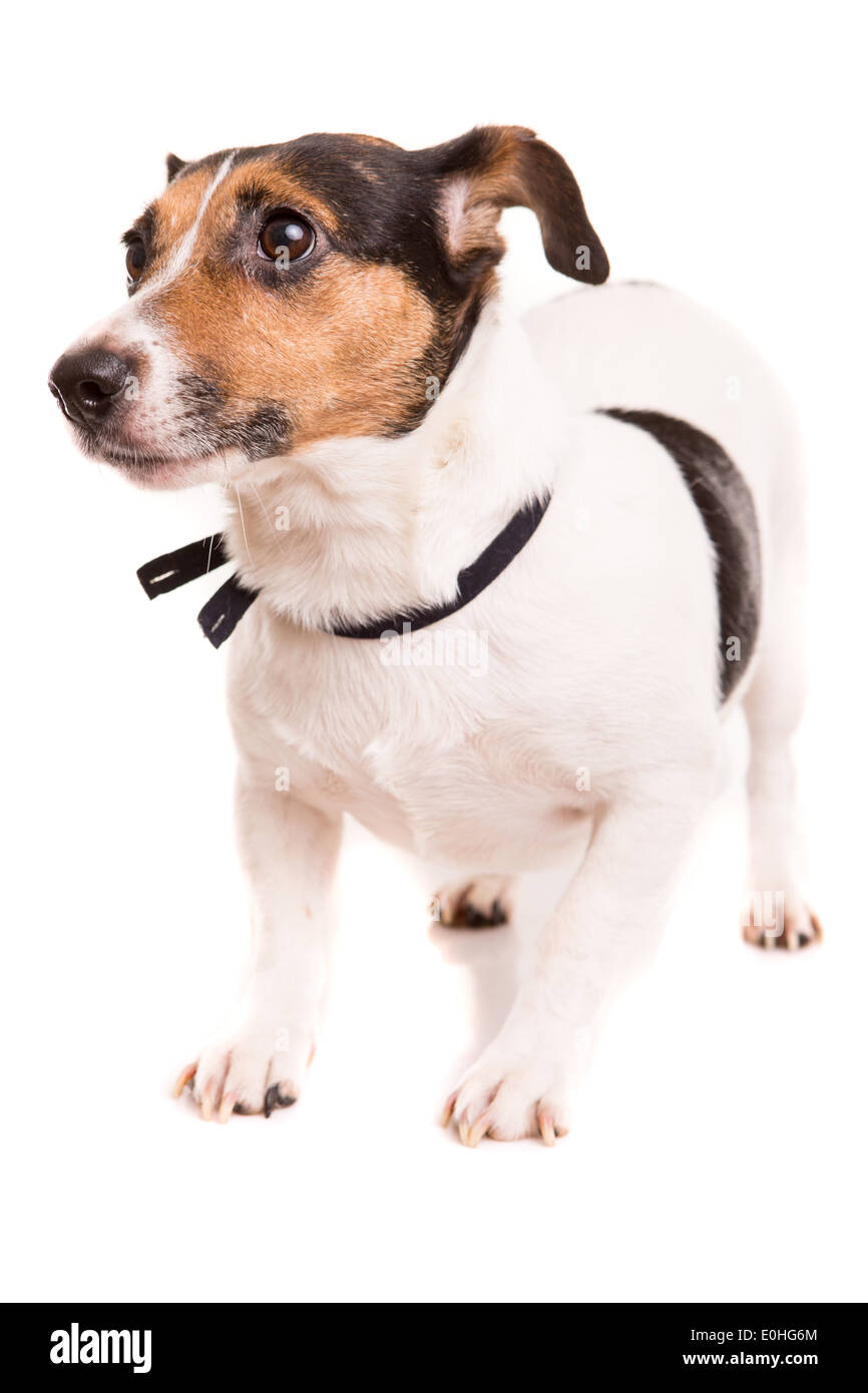 Jack Russell Terrier posing isolated over white background Stock Photo ...