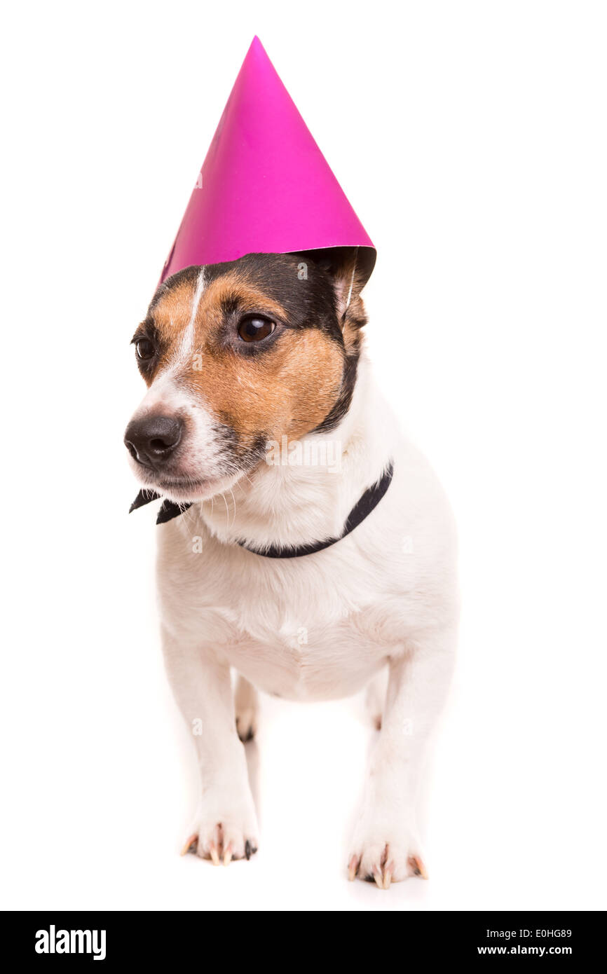 Jack Russell puppy wearing a festive hat, isolated over white Stock ...