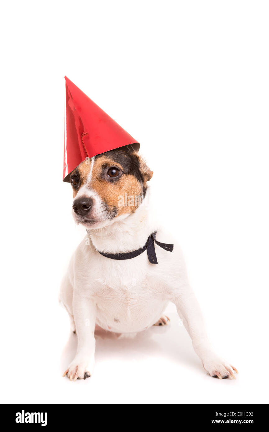 Jack russell hat hi-res stock photography and images - Alamy