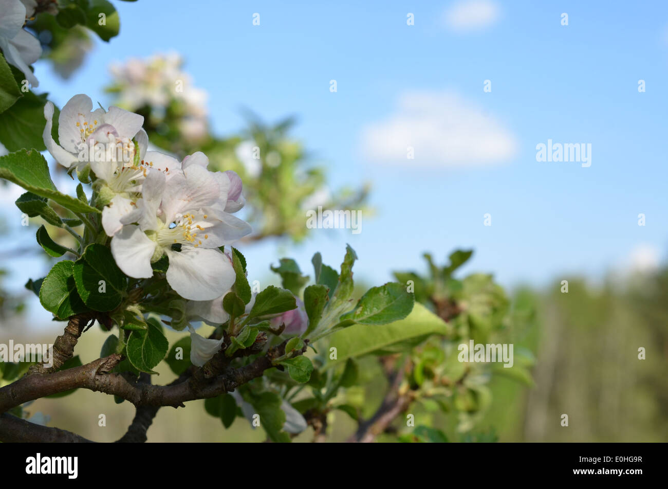 apple tree in bloom Stock Photo - Alamy