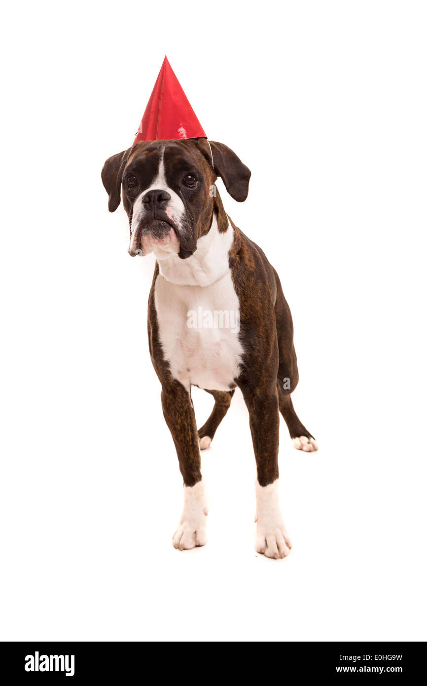 Boxer puppy wearing a festive hat, isolated over white background Stock ...