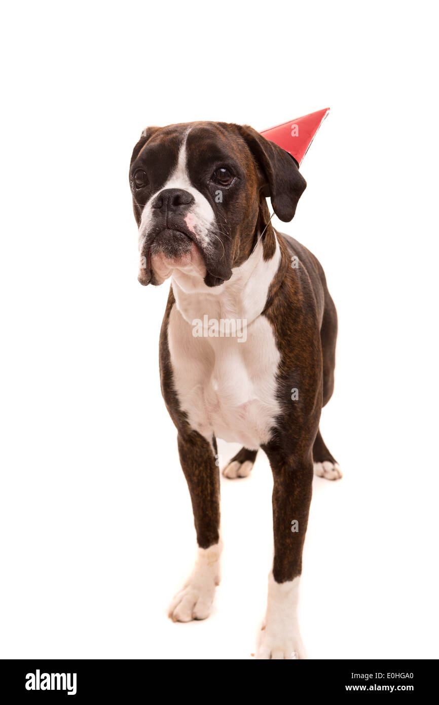 Boxer puppy wearing a festive hat, isolated over white background Stock ...