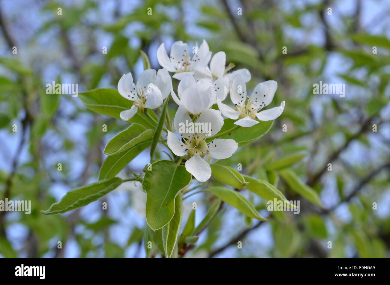 Pear blossom hi-res stock photography and images - Alamy