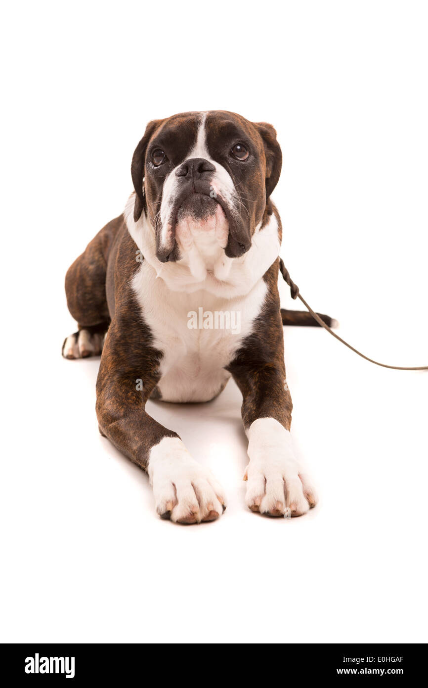 A young and beautiful boxer puppy, isolated over white background Stock ...