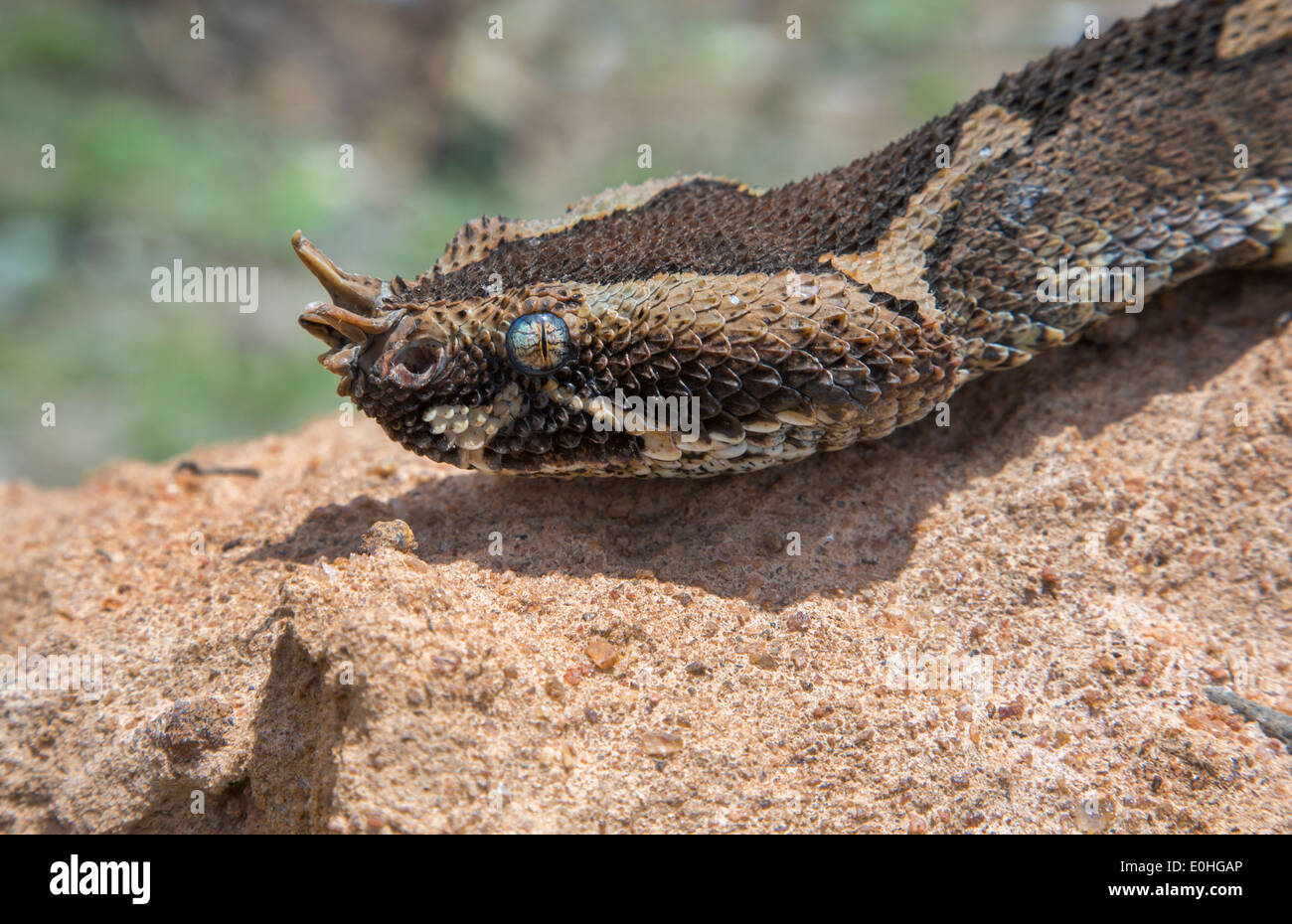 Rhinoceros viper (bitis nasicornis) hi-res stock photography and images ...