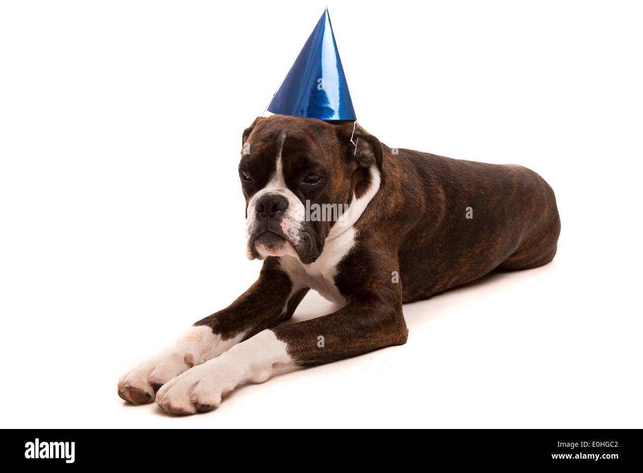 Boxer puppy wearing a festive hat, isolated over white background Stock ...