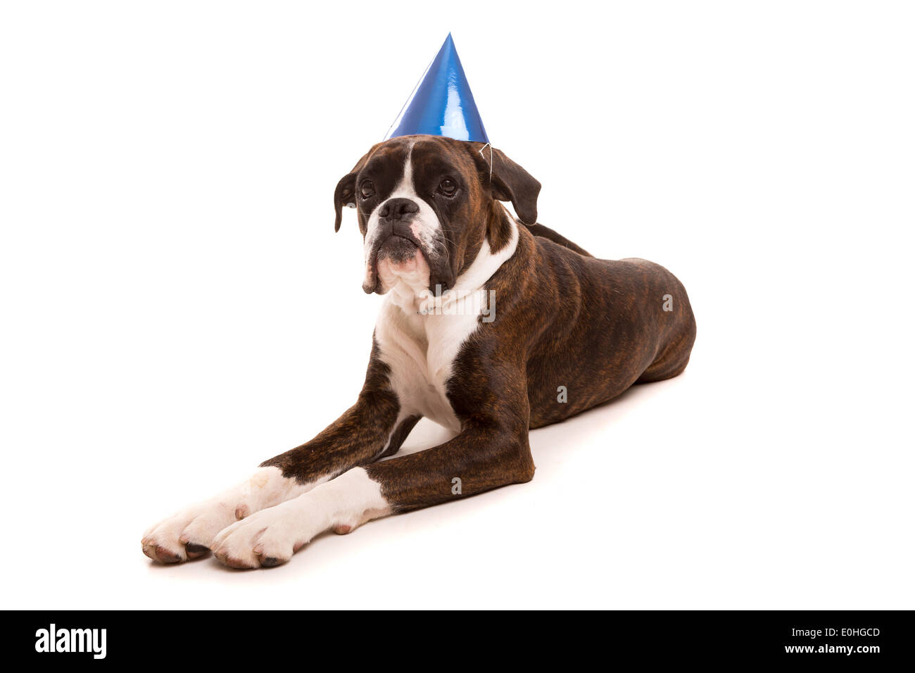 Boxer puppy wearing a festive hat, isolated over white background Stock ...