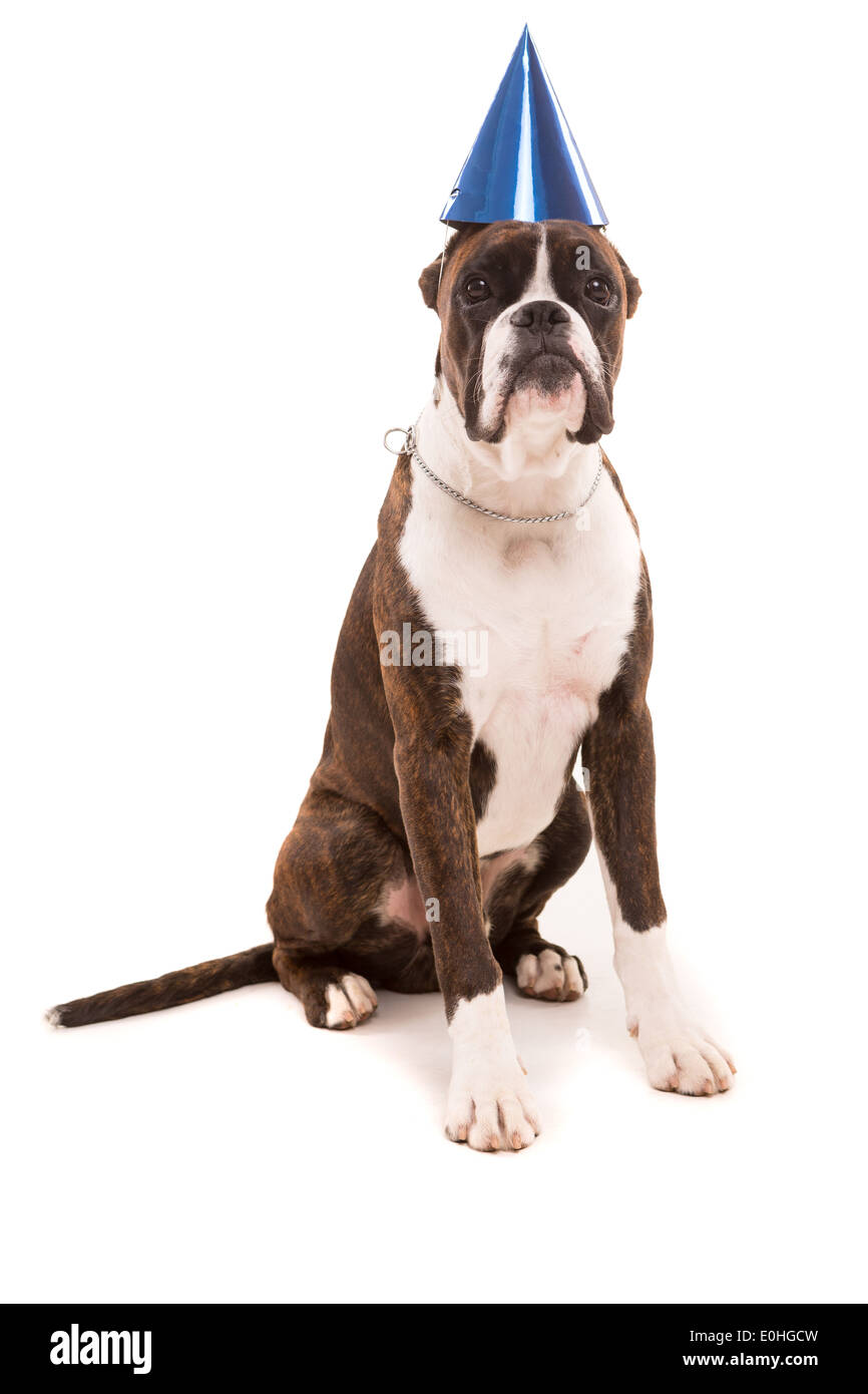 Boxer puppy wearing a festive hat, isolated over white background Stock ...