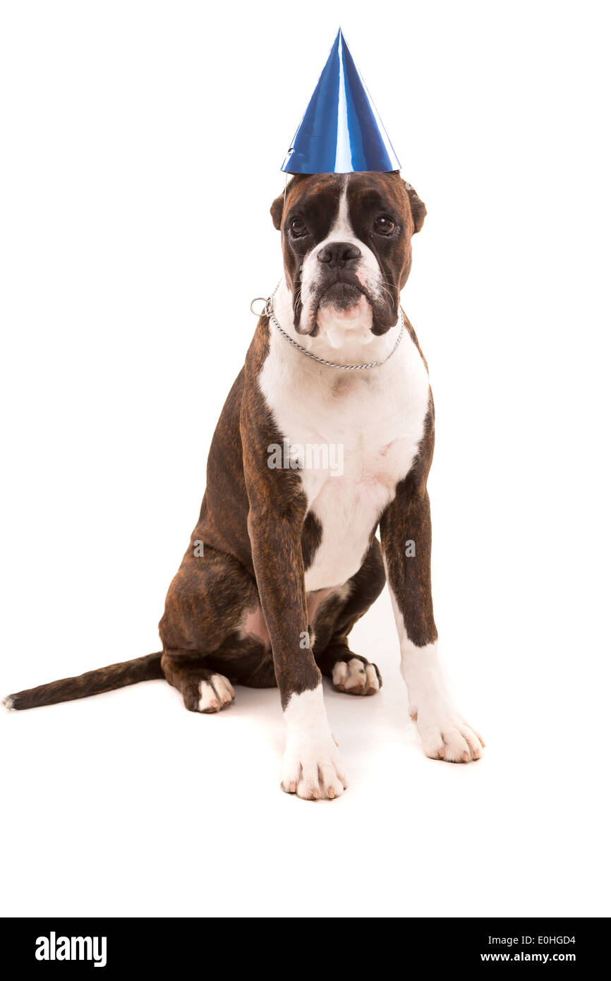 Boxer puppy wearing a festive hat, isolated over white background Stock ...