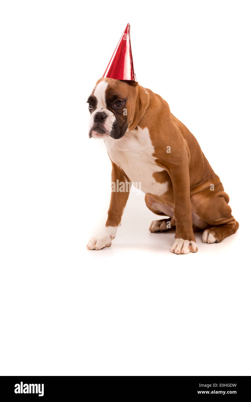 Boxer puppy wearing a festive hat, isolated over white background Stock ...