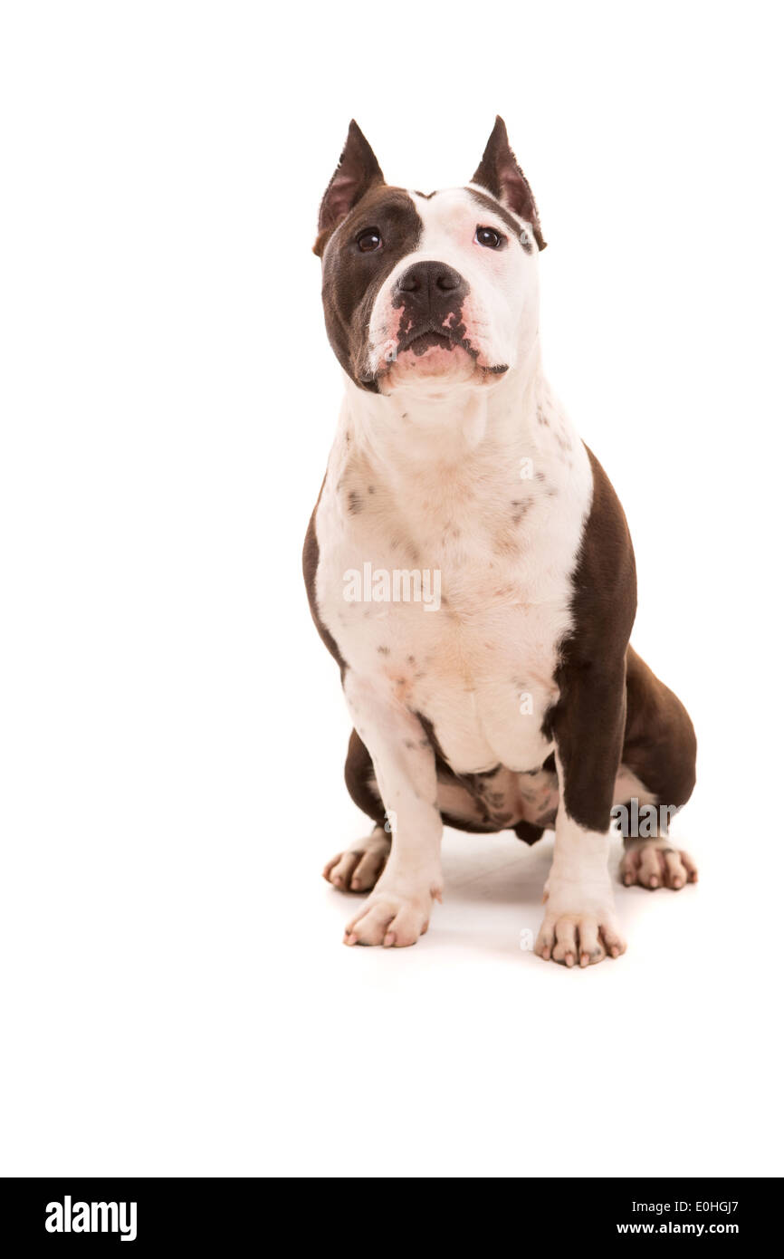 Grey staffordshire bull terrier hi-res stock photography and images - Alamy