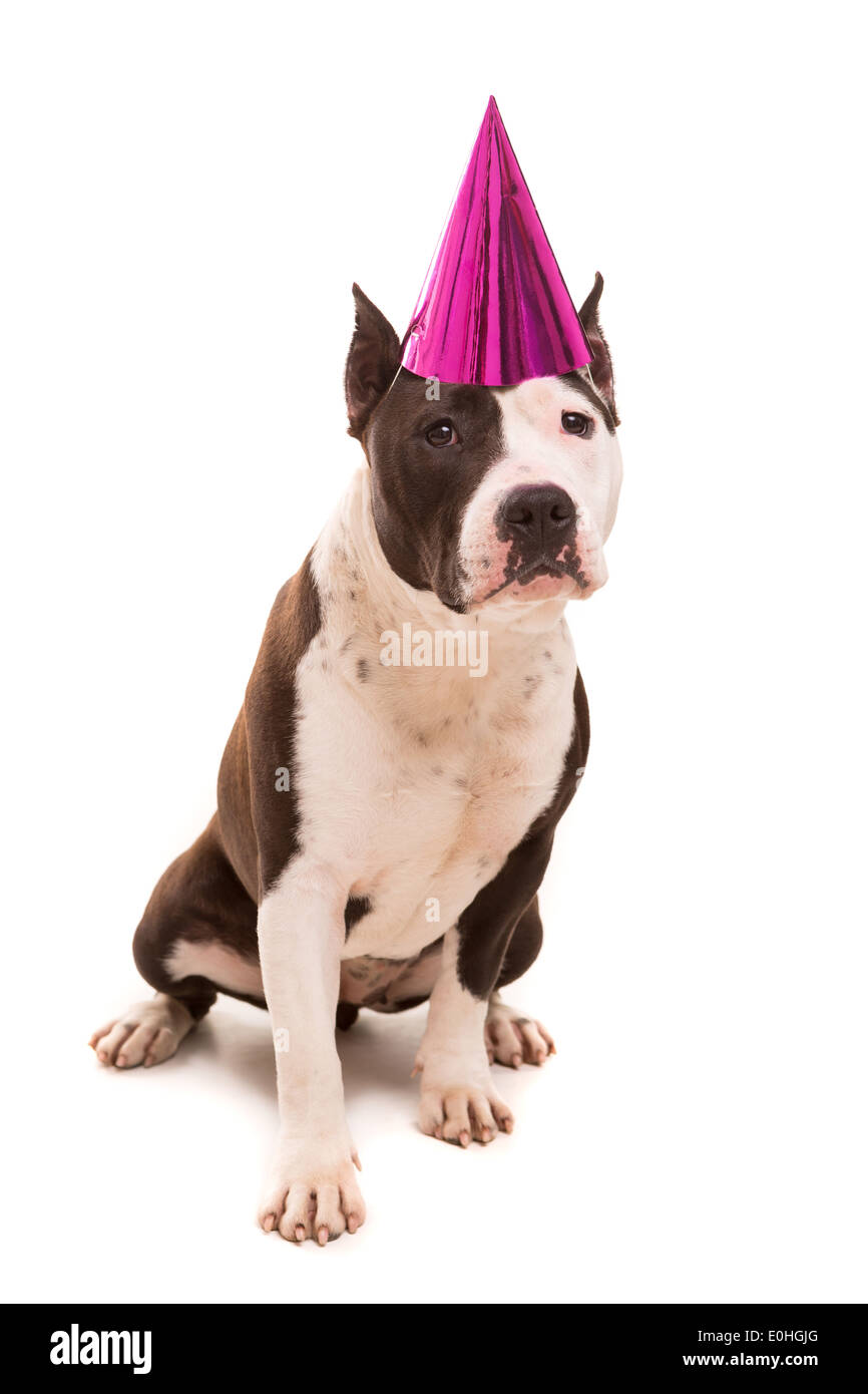 Adorable american pit bull Cut Out Stock Images & Pictures - Alamy
