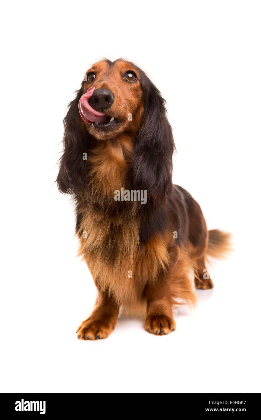 Long haired teckel puppy Cut Out Stock Images & Pictures - Alamy