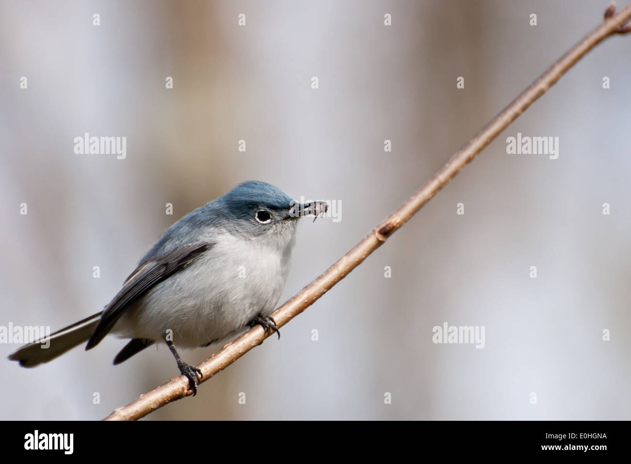 Blue gray gnatcatcher bird hi-res stock photography and images - Alamy