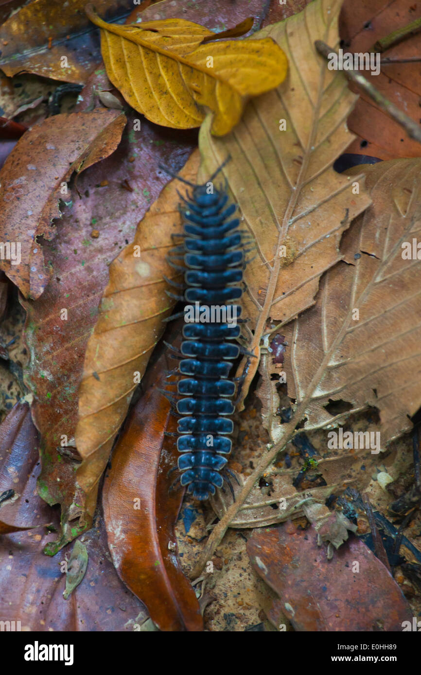 A large centipede in the Kabili Sepilok Forest near Sandakan - MALAYSIA ...