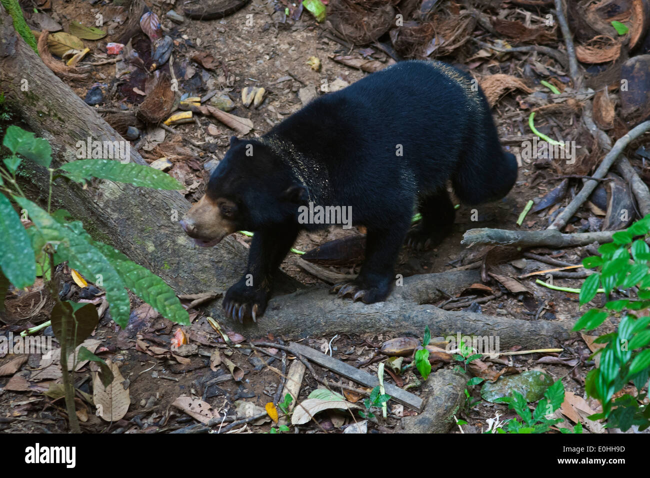 Borneo sun bear conservation center hi-res stock photography and images ...
