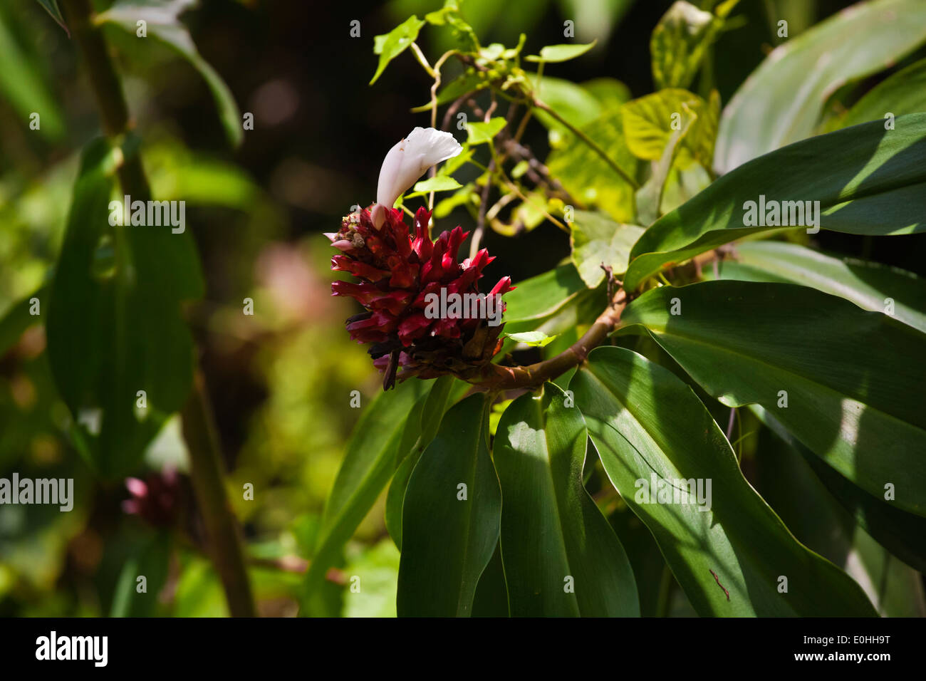 A flowering tropical plant in the Kabili Sepilok Forest near Sandakan ...