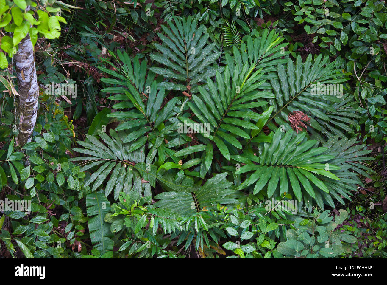 A tropical fern at the RAINFOREST DISCOVERY CENTER located in the ...