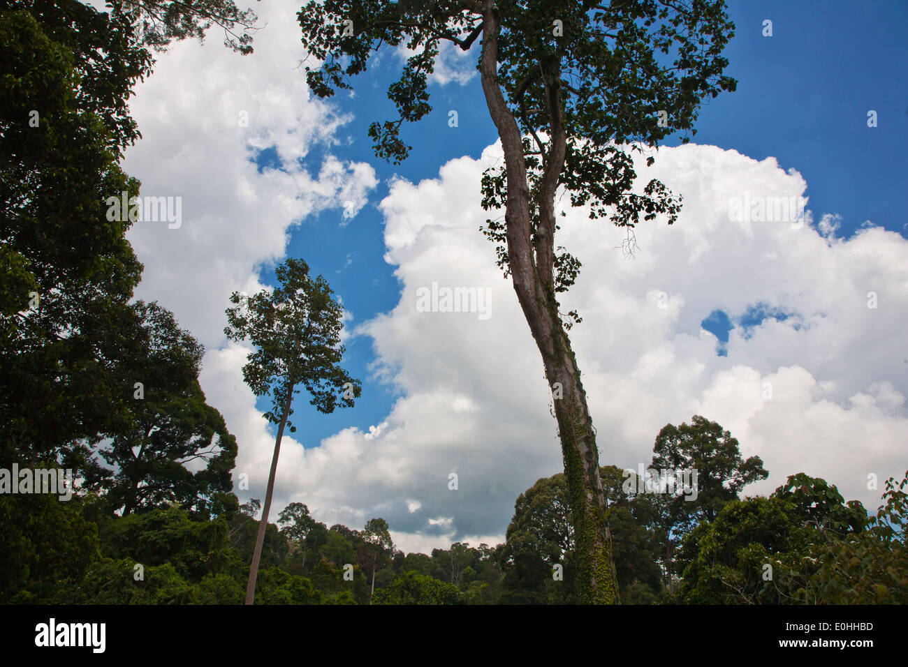 Dense tropical rainforests hi-res stock photography and images - Alamy