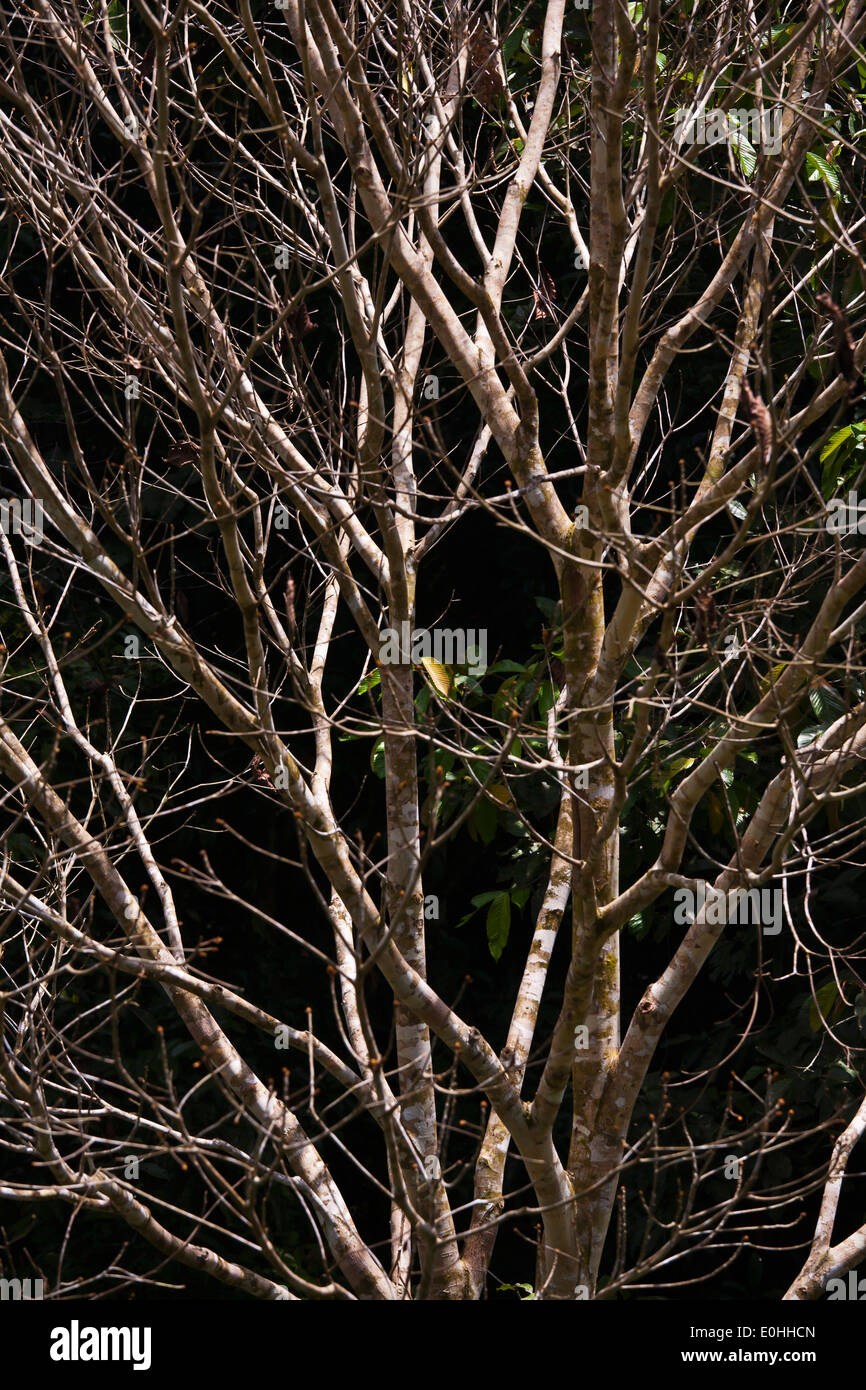 A tree at the RAINFOREST DISCOVERY CENTER located in the KABILI SEPILOK ...