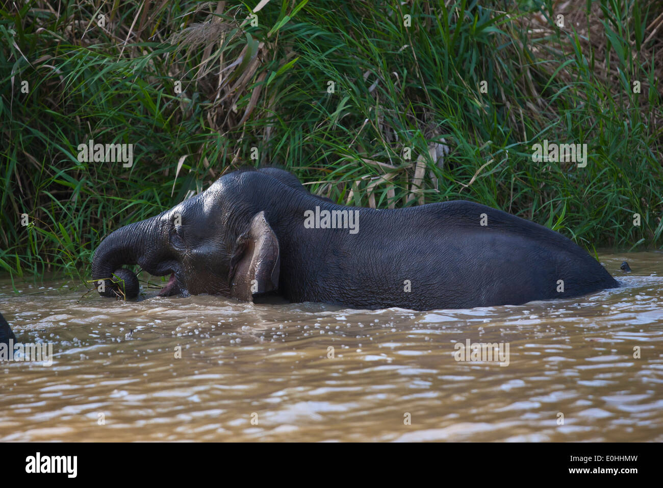 Baby pygmy elephant hi-res stock photography and images - Alamy