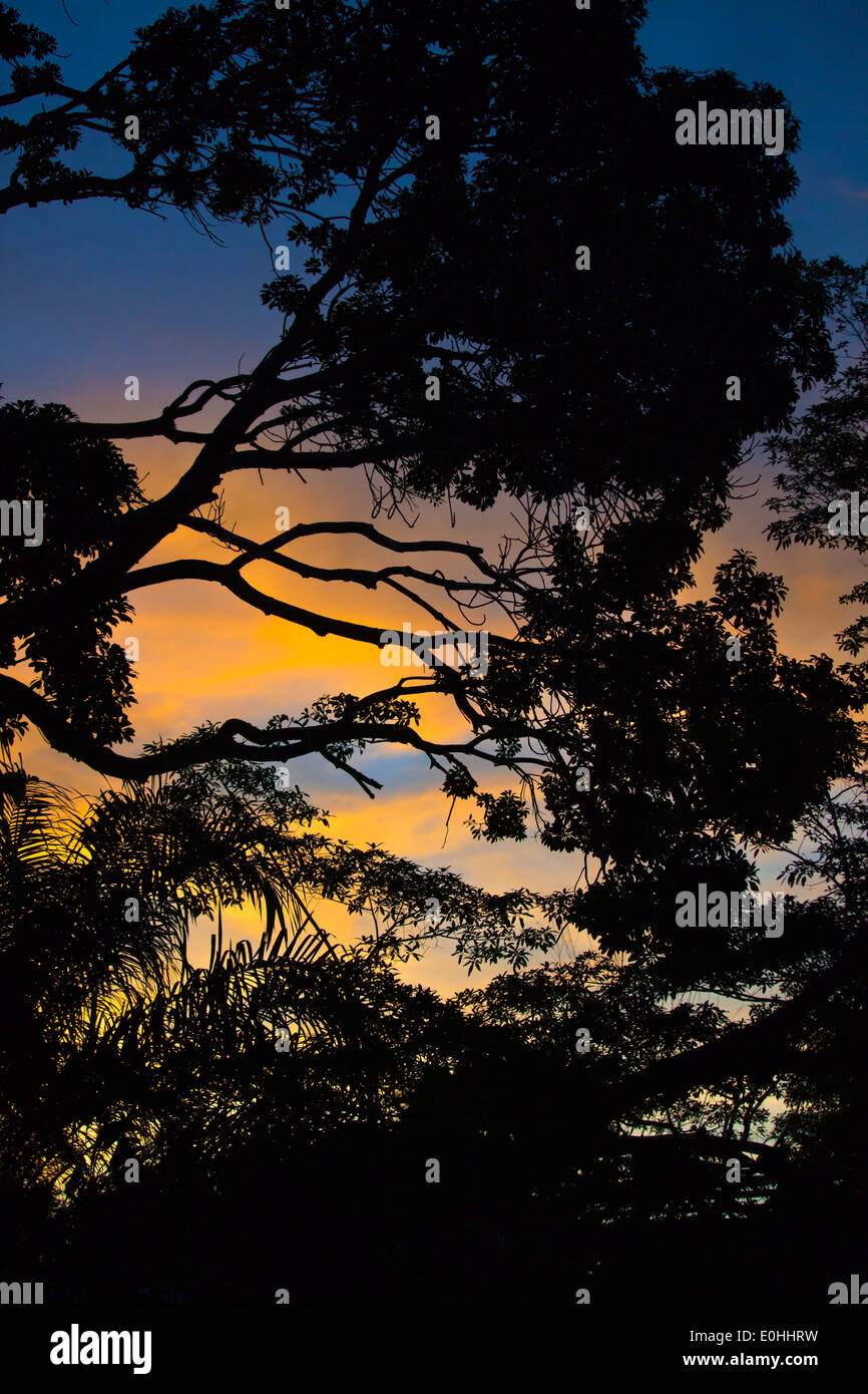 A beautiful sunset seen through rainforest trees in the KINABATANGAN ...