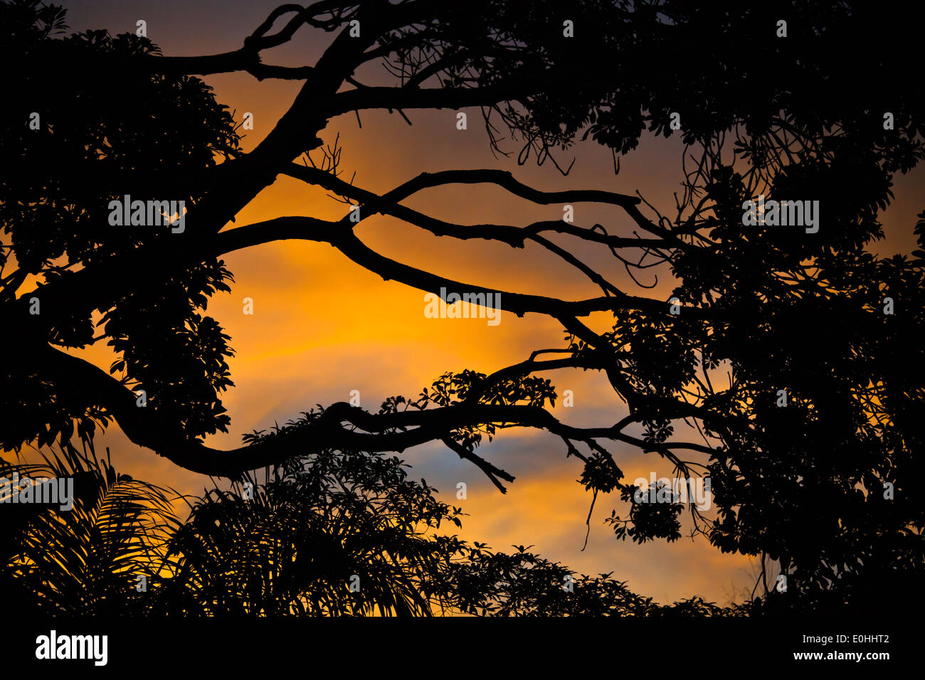 Rainforest trees hi-res stock photography and images - Alamy