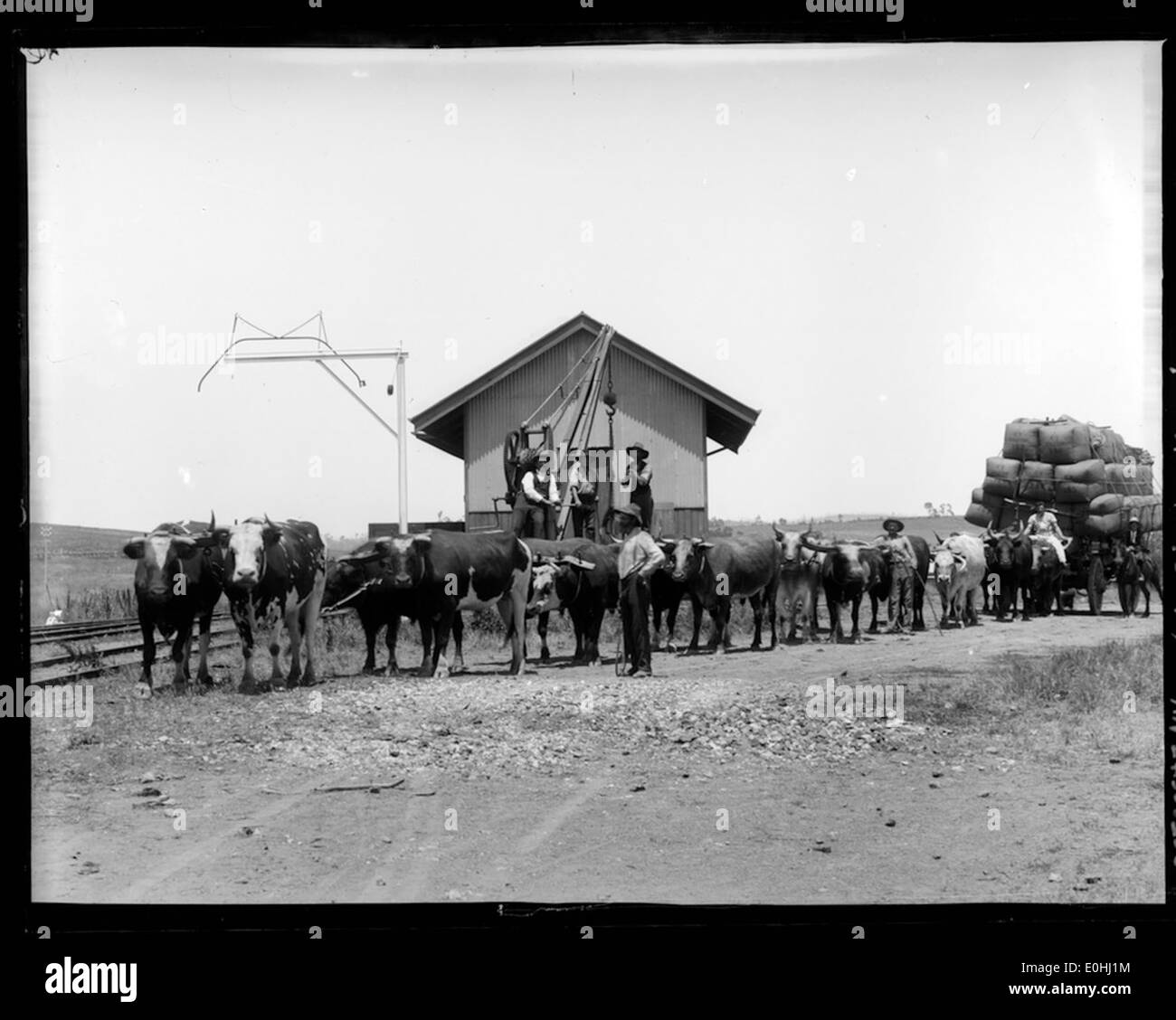 Bullock train Black and White Stock Photos & Images - Alamy