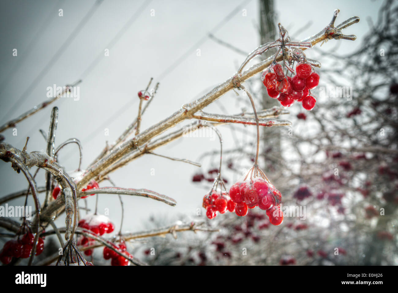 red fruits of rowanberry covered with snow Stock Photo - Alamy